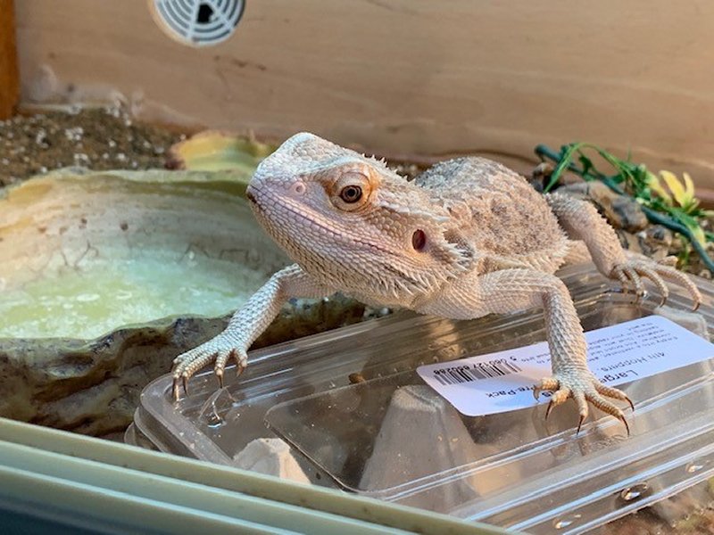 How to Care for a Bearded Dragon | Pinkoddy's Blog