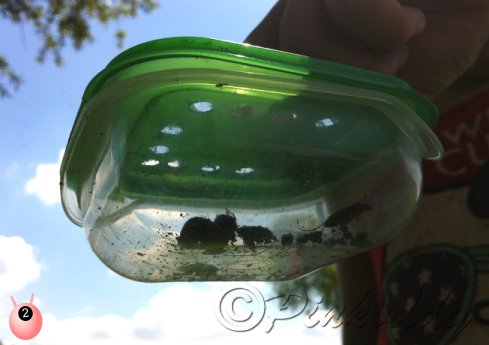 Bug Hunt with kids | Pinkoddy's Blog