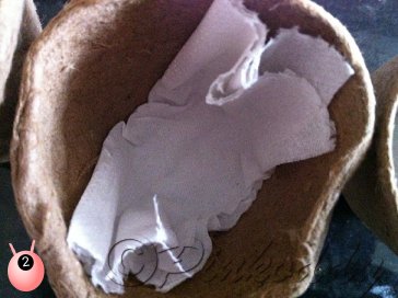 Kids science experiment with seeds | Pinkoddy's Blog