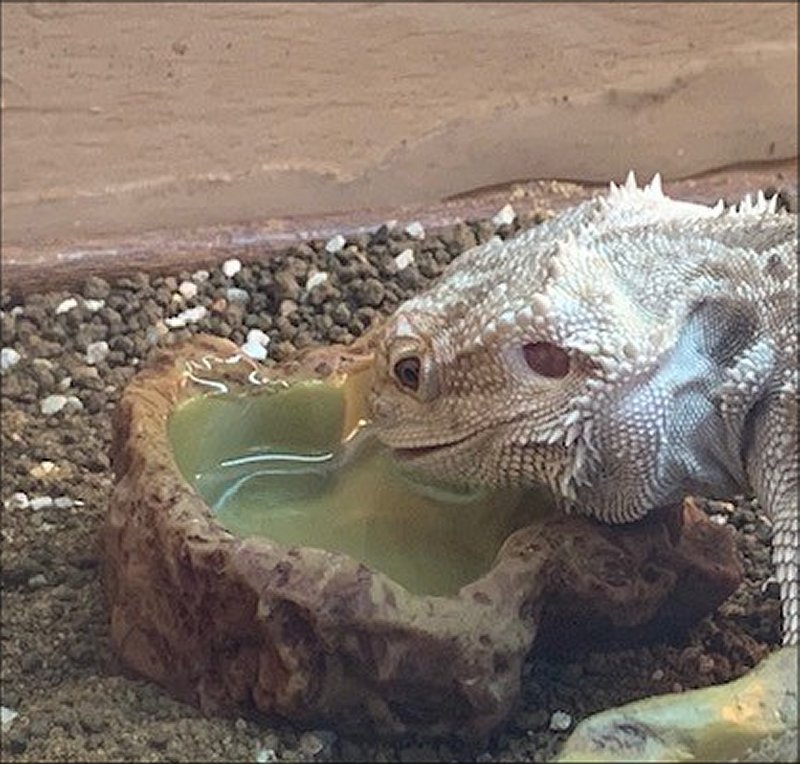 How to Care for a Bearded Dragon | Pinkoddy's Blog